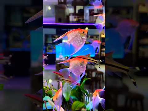 Angel Fish: The Freshwater Aquarium King!! #shorts #fish #angelfish #aquarium #freshwater