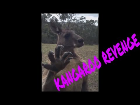 Kangaroo finds Australian man's home, wants revenge!
