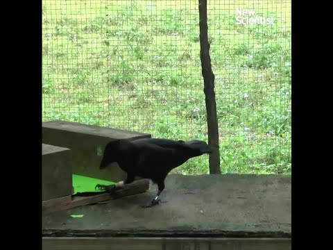 Crows making tools, video | Dear Kitty. Some blog
