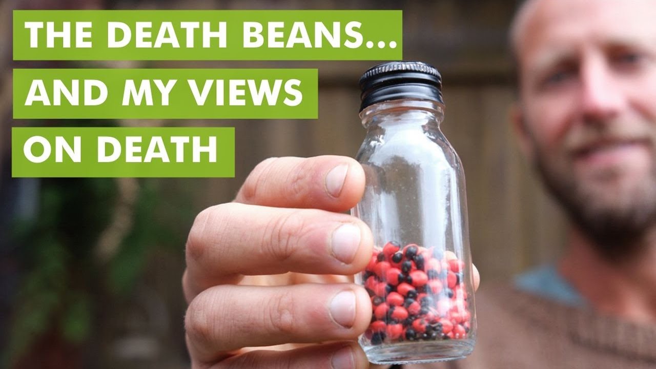 Exploring Death: Perspectives on Life and the Death Beans | Galaxy.ai
