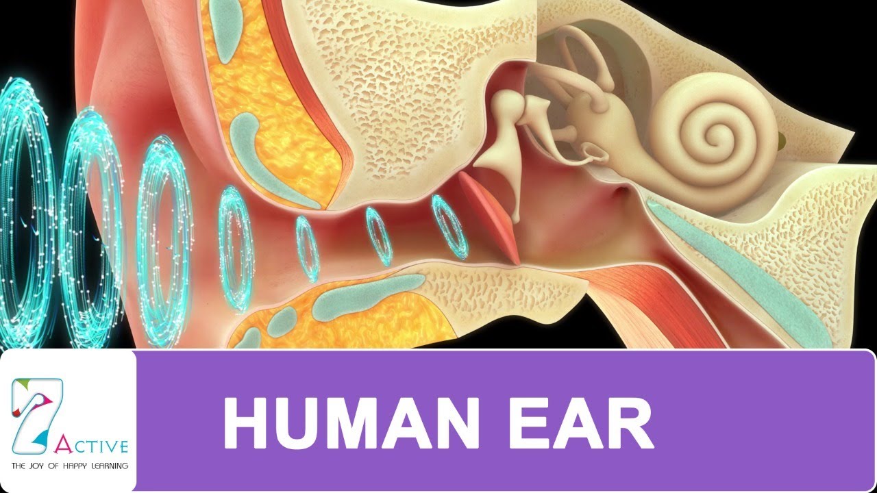 #humanear