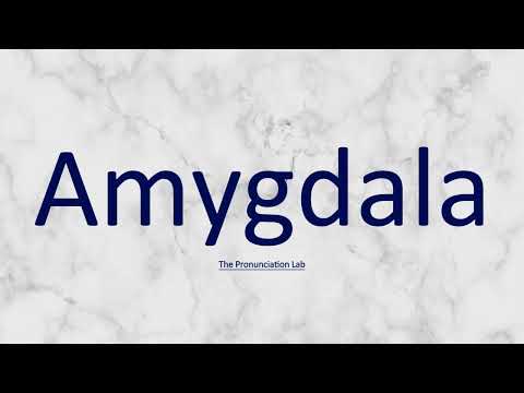 Amygdala Pronunciation Guide | How To Pronounce Amygdala?