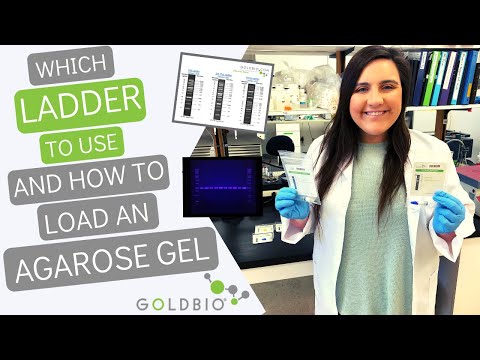 How to Load a DNA Agarose Gel Using Goldbio DNA Ladders