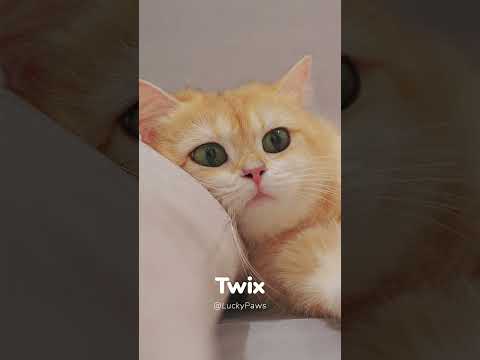 😊Twix's Big Tummy -#funny #cat #memes #cute #love #luckypaws #kitten #luckypawison