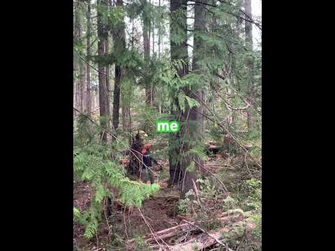 Falling massive trees with 125 cc stihl chainsaw and falling wedges!