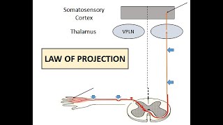 Mechanism of Action of Peripheral Nerve Stimulation for Chronic Pain: A Narrative Review - An Tâm