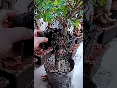 Unique Plant Grafting Tool: Modern Agricultural Innovation