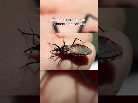 chinche besucona parte 1 #naturaleza #insectos #chinche #maldechagas.