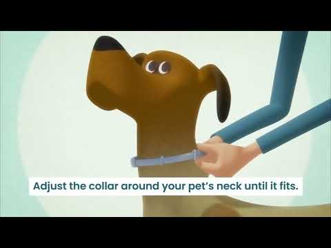Furlife - 8 Months Flea And Tick Free PGS