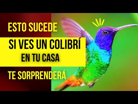 🔴LO QUE SIGNIFICA VER UN COLIBRÍ EN TU CASA / Este es el mensaje para tí #ConexionMay