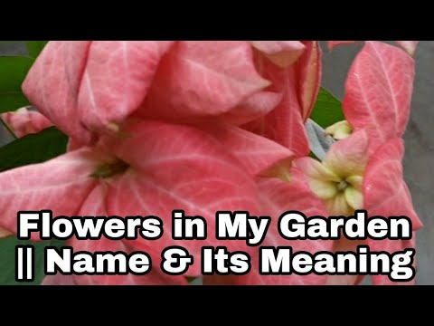 Flowers In My Garden || Name & Its Origin #meaning #flowers #name #garden