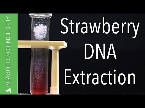 DNA Extraction – Life and Biology