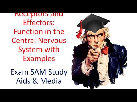 Receptors and Effectors: Their Function in the Nervous System & Examples