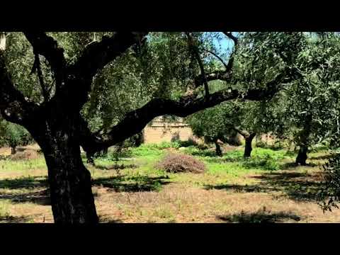 Eklekto Selections PDO Kalamata Olive Oil