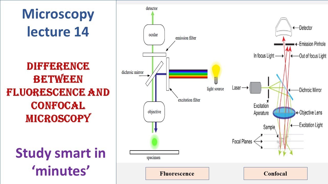 Fluorescence and Confocal microscopy | Differences | Microscopy lecture 14