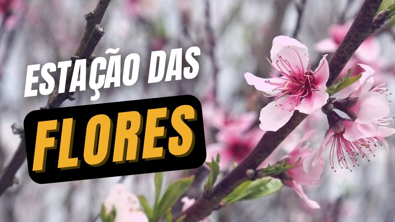 Quando começa a primavera? Principais características da estação