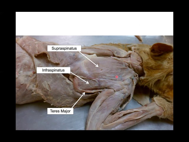 Understanding Cat Muscle Anatomy: A Comprehensive Guide | Galaxy.ai
