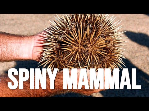 The Echidna: Spines, Eggs, and Strange Anatomy