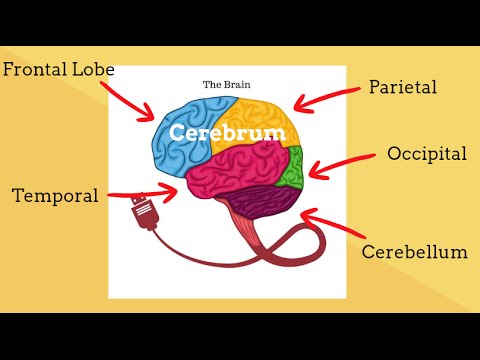 Science -Parts of the Human Brain -…: English ESL video lessons
