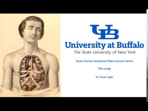 The Lungs