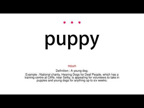 How to pronounce puppy - Vocab Today