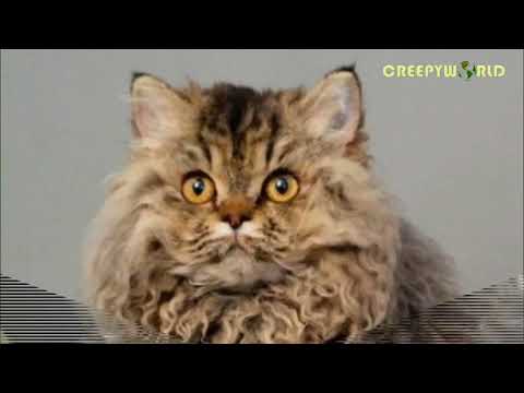 Strange Breed Of Curly Haired Cats Has All Been Traced Back To The Same Rescue Kitten