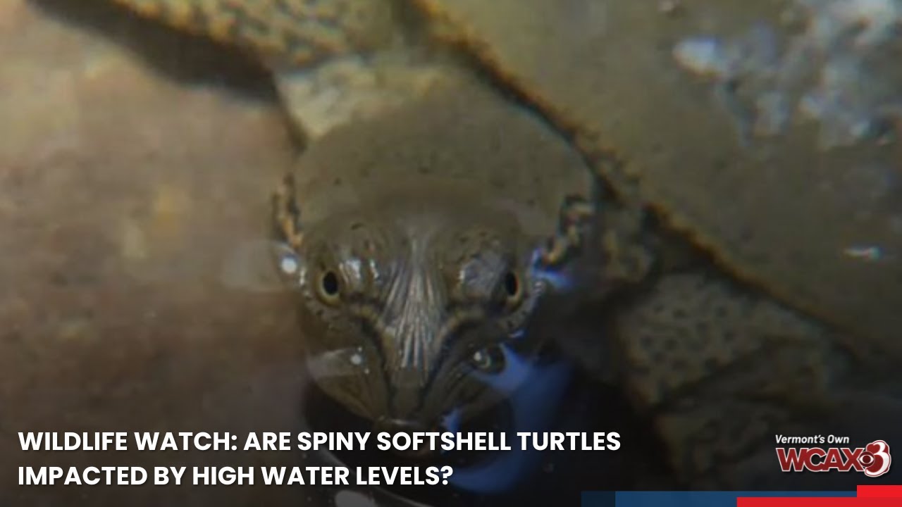 Wildlife Watch: Are spiny softshell turtles impacted by high water levels?