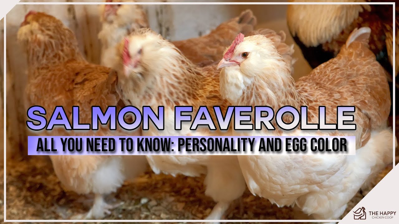 Salmon Faverolle All You Need To Know  Personality and Egg Color
