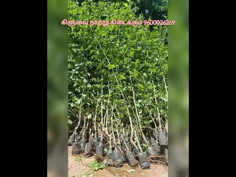 Plant Nursery - Wholesale Price & Mandi Rate for Plant Nursery
