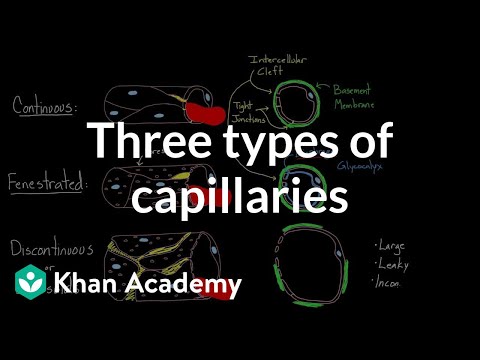 Three types of capillaries - Biology, NEET Video Lecture