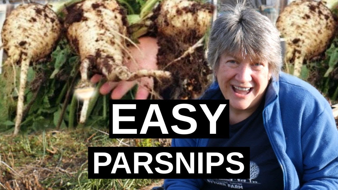PARSNIPS How To Grow Parsnips | Winter Hardy Vegetable