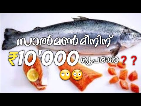 സാൽമൺ മീനിന് 10'000₹യോ? | Why SALMON FISH is costly in india ? |  |Foodie Sha|