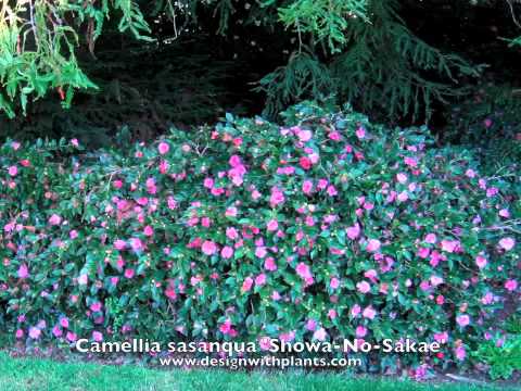 Camellia sasanqua - Sasanqua Camellias
