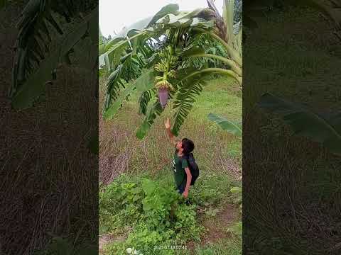Jin kola tree #banana