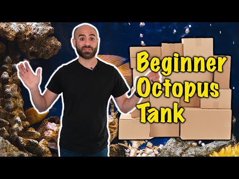What YOU NEED to start your OCTOPUS TANK!!!