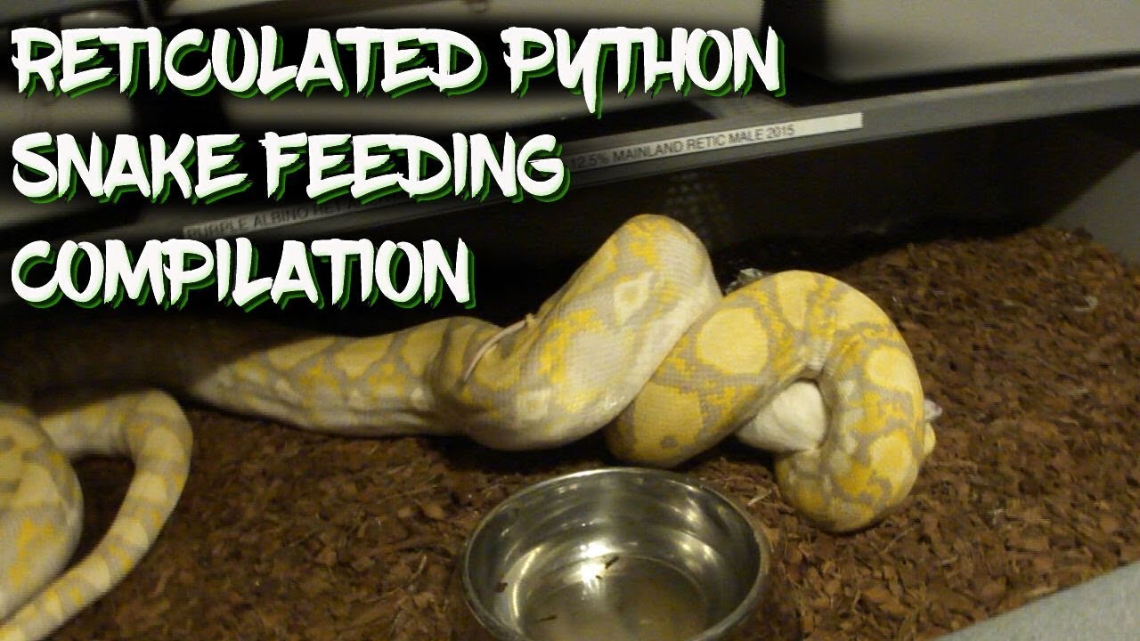 Reticulated Python Snake Feeding Compilation
