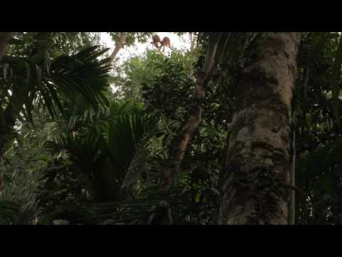 Gee's Golden Langur