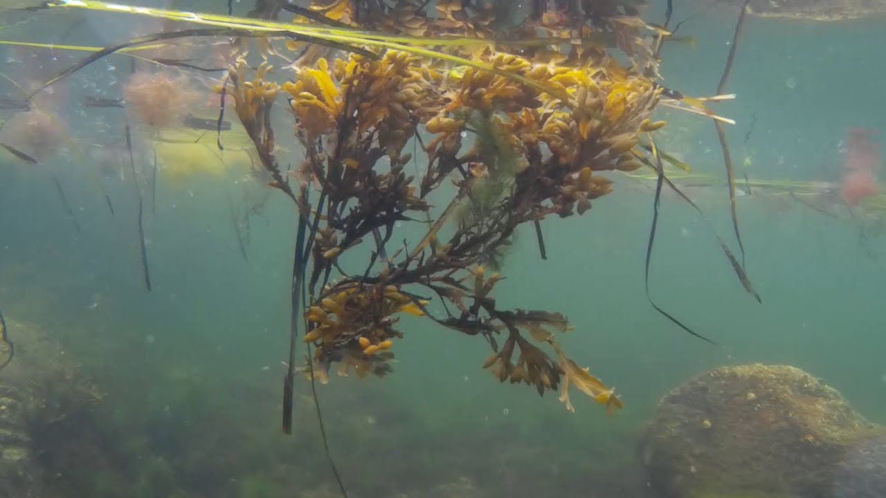 Facts: Brown Algae (Kelp, Sargassum and More)