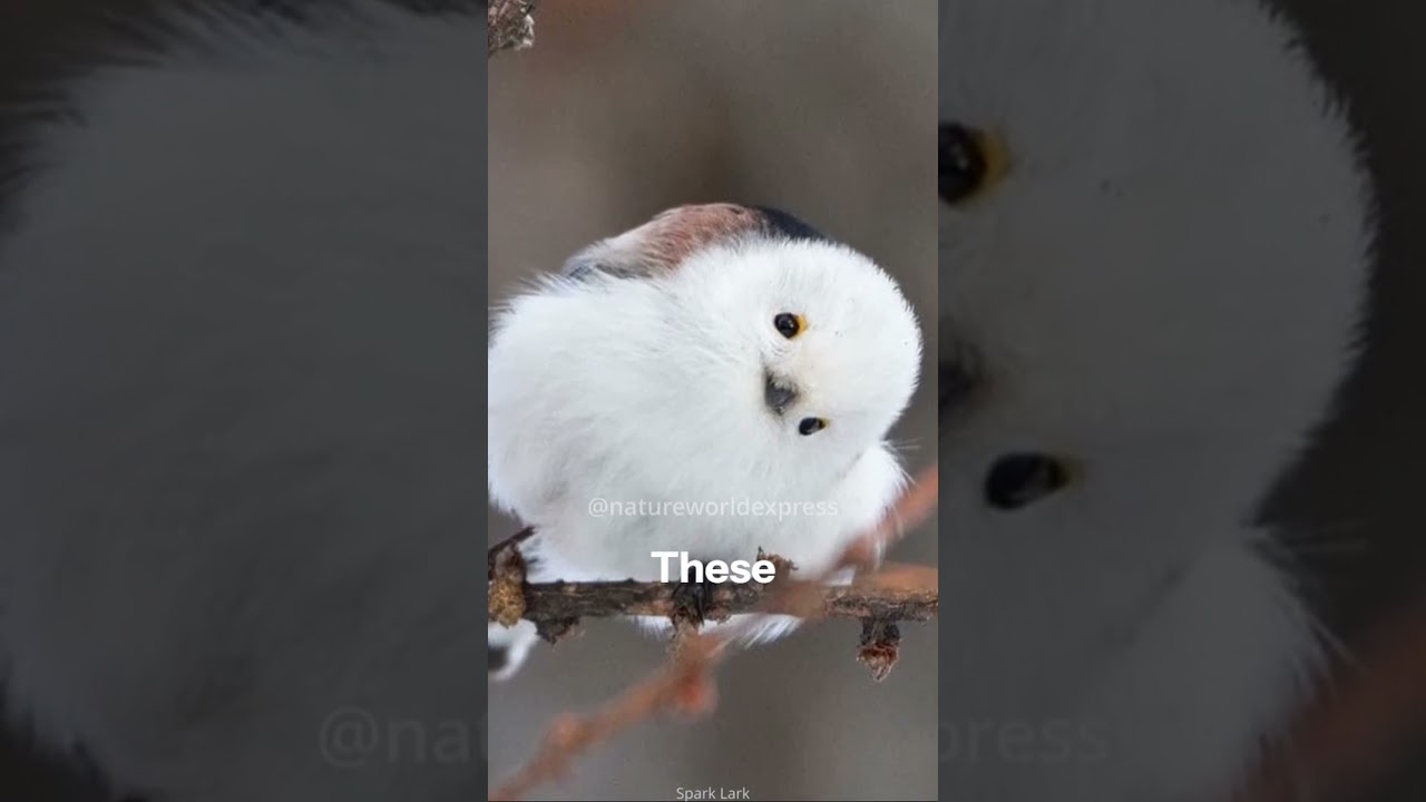 Shima Enaga | Japan’s Charming Bird
