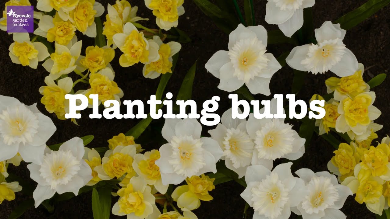 How to Plant Spring Flowering Bulbs this Autumn