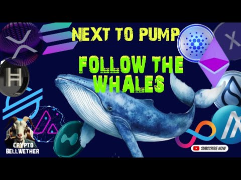 #1 Altcoin Whales are Buying NOW for Altcoin Season SUI, SOL, XRP, XLM, ICP, HBAR, ALGO, AVAX, ETH