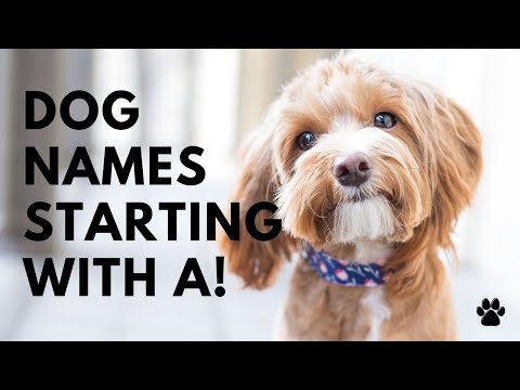 🐶 Dog Names Starting With A 🐾 39 AMAZING 💚 Ideas | Names