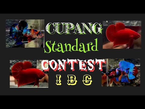Cupang standard contest IBC || Quality bettafish || betta contest