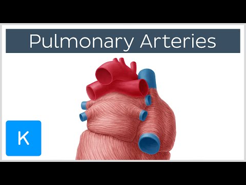 Pulmonary Arteries - Location & Function - Human Anatomy | Kenhub
