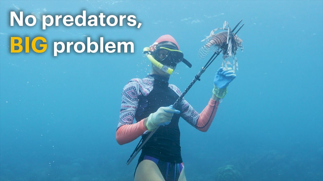 Divers Hunt Venomous Fish Invading Our Oceans