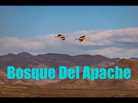Bosque Del Apache with RIck Sammon and Ian Plant