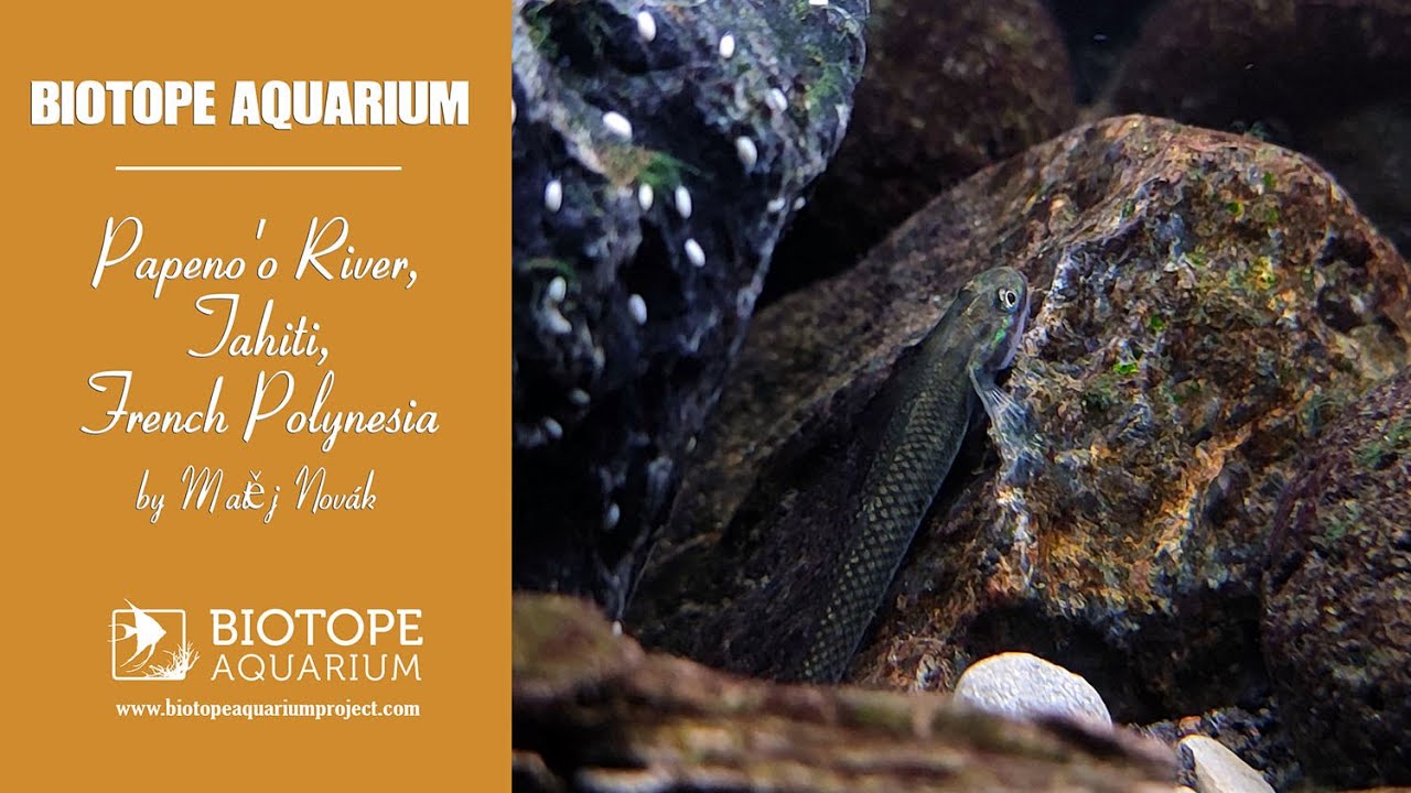 Papeno'o River, Tahiti, French Polynesia – BAP