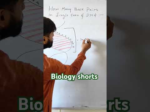 How many base pairs in single turn of DNA? #viralbiology #biology #dna #education