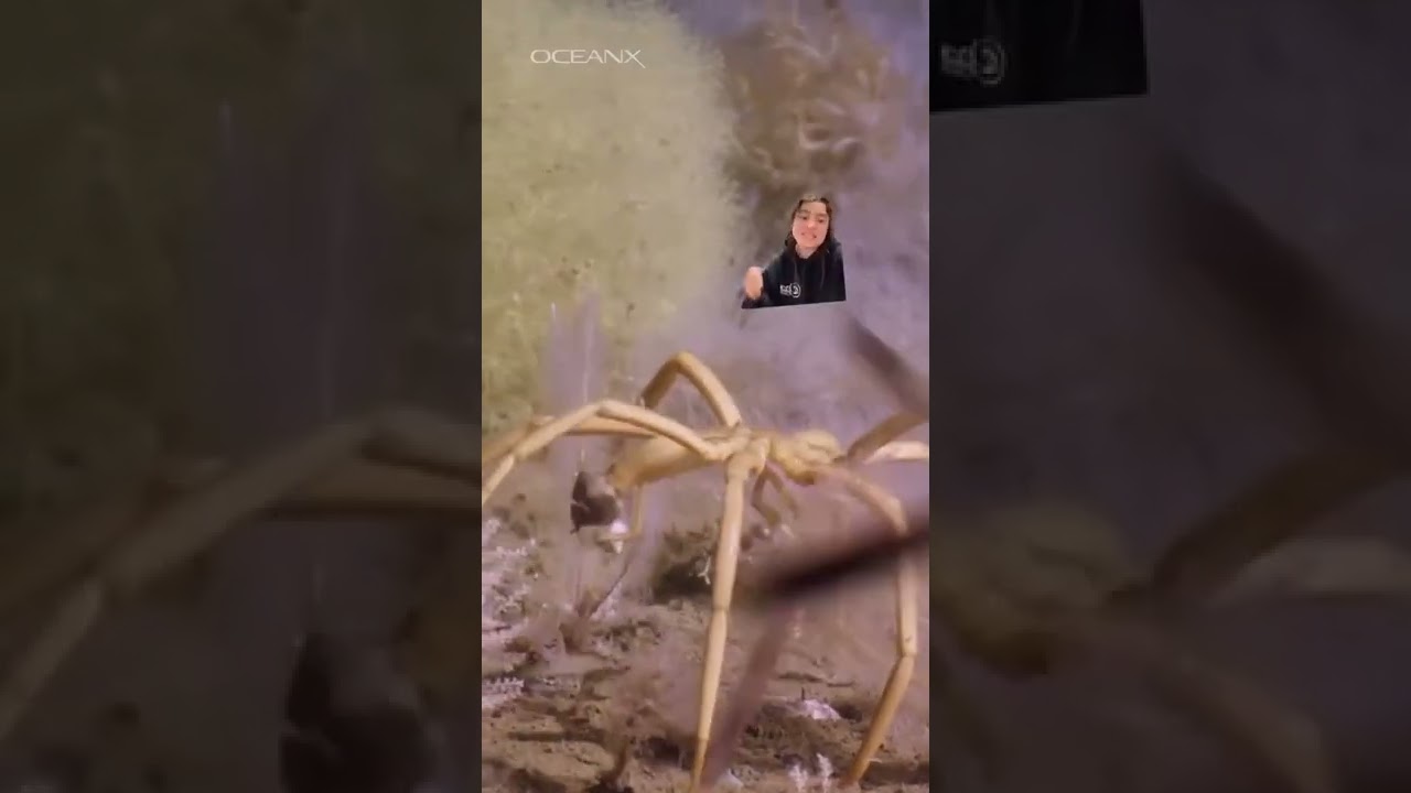 Giant Sea Spiders
