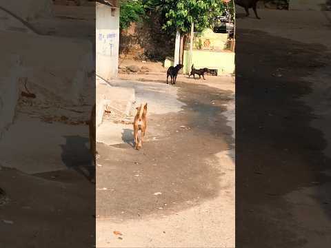 Dogs barking compilation#barking sound#2viral#shorts